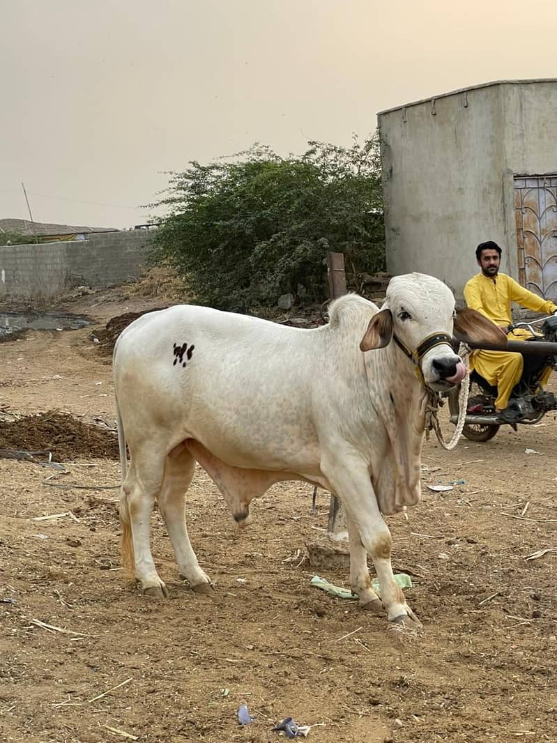 Bull 2026 bachra cow - Bulls - 1109972027