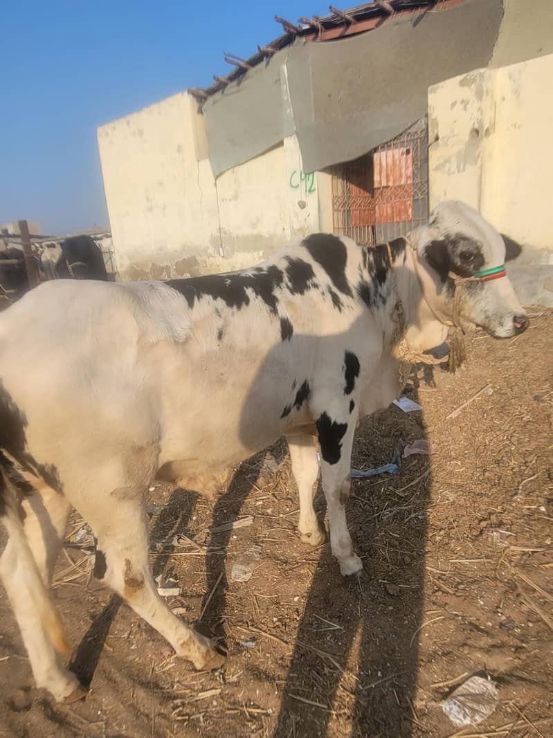 beautiful bachra for sale - Bulls - 1109973505