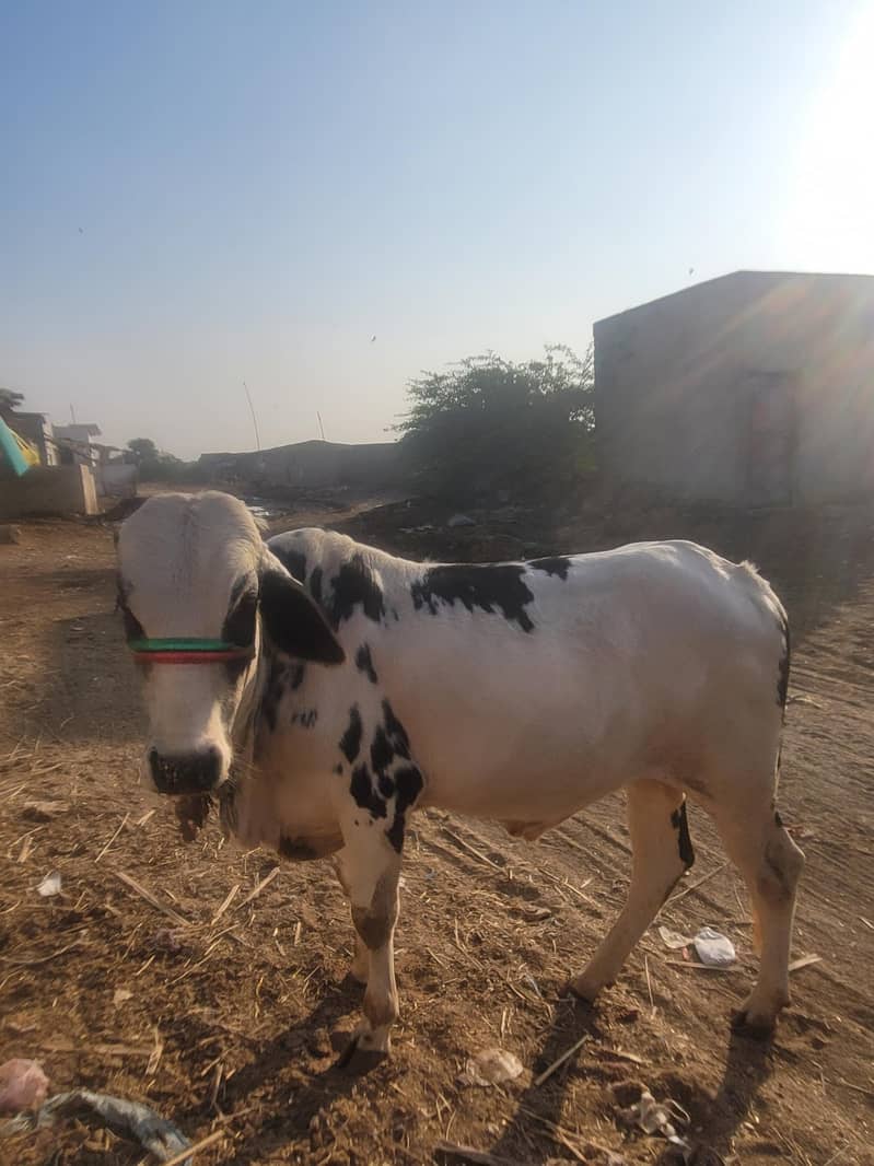 beautiful bachra for sale - Bulls - 1109973505