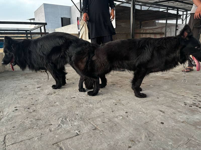 German Shepherd Female - Dogs - 1109978018