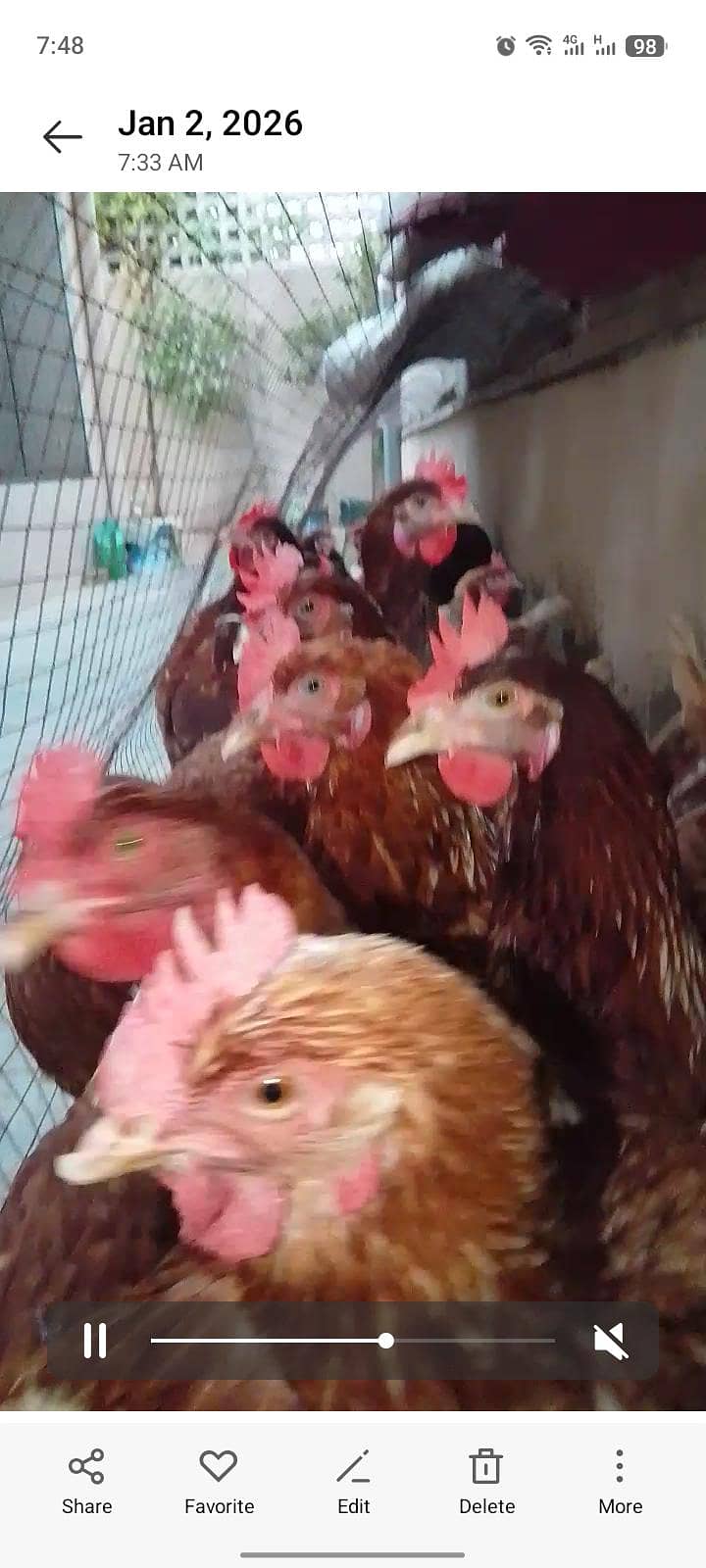 Pure Lohman A grade 28 peice - Hens - 1109979154