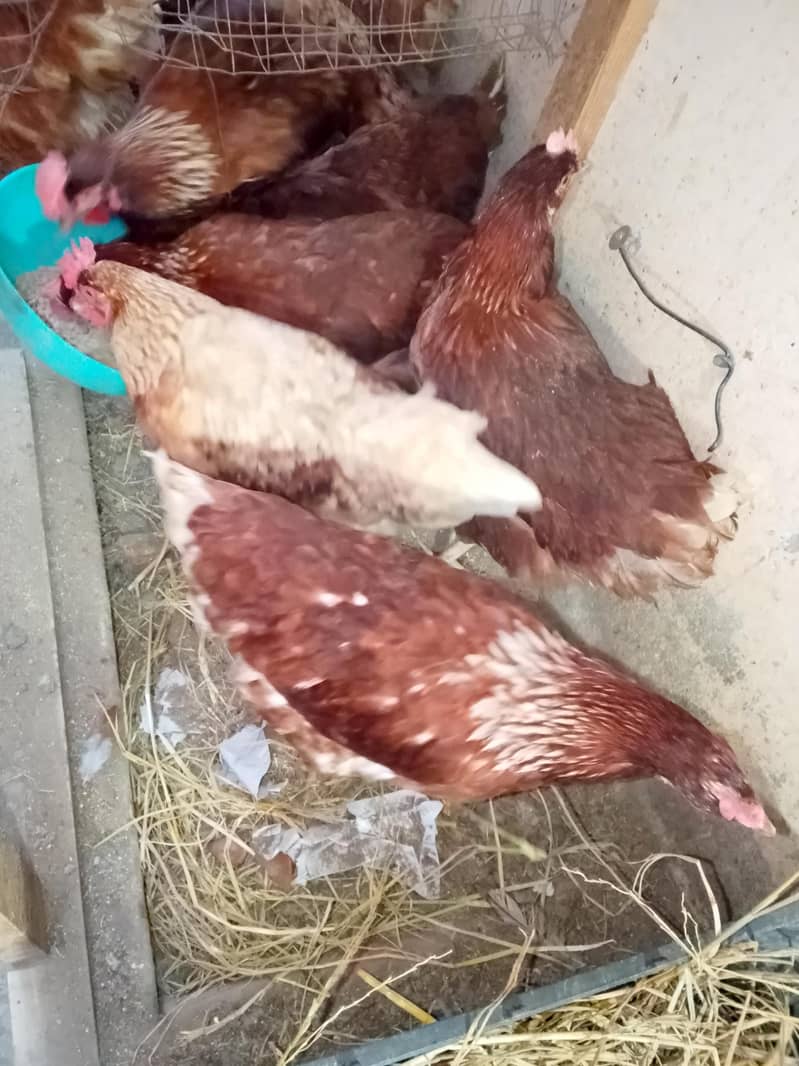 Pure Lohman A grade 28 peice - Hens - 1109979154