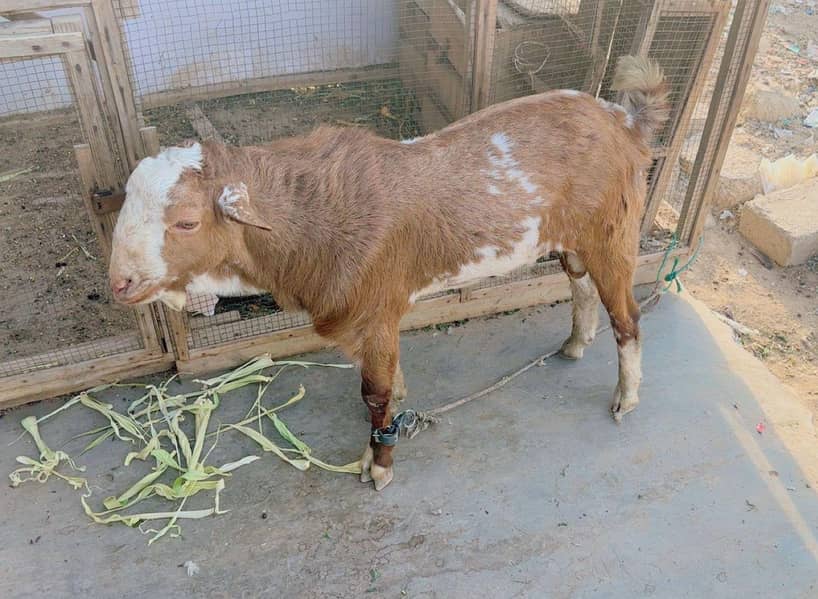 Teddy Goat - Goats - 1109988188