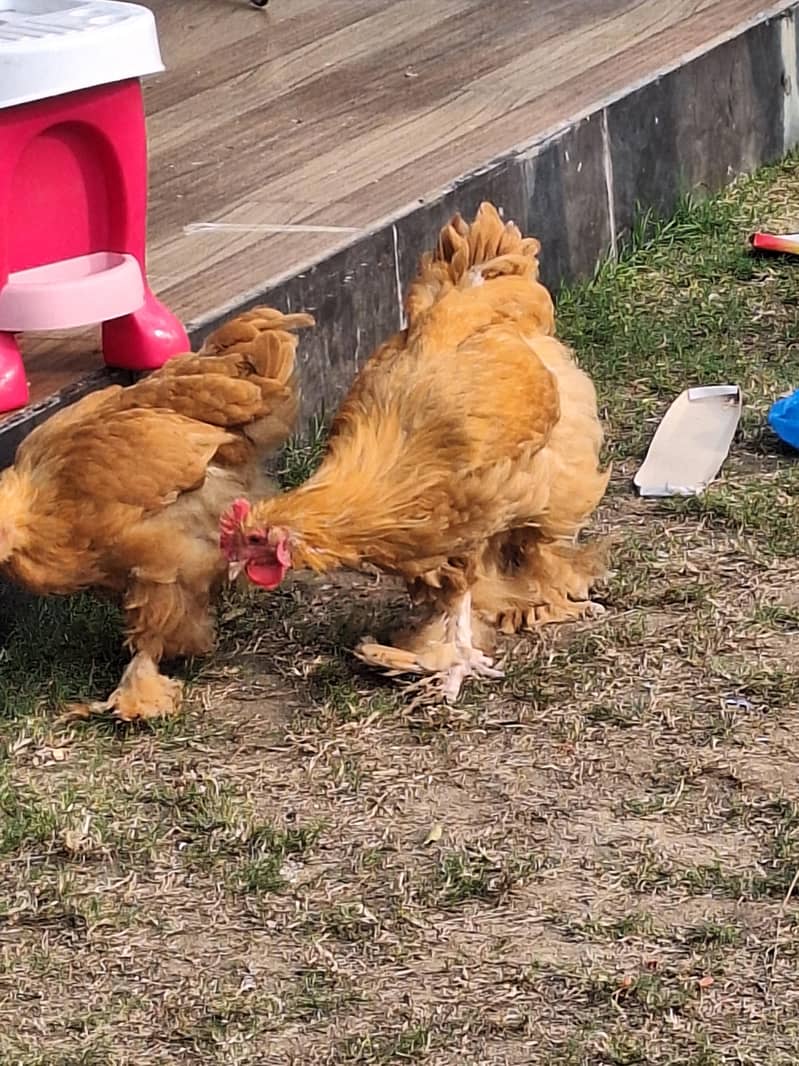 golden buff 4 months age healthy and active pair - Hens - 1109988417