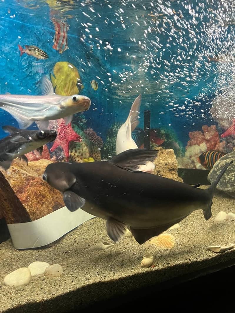 Blue line sharks with aquarium for sale - Fish - 1109992993