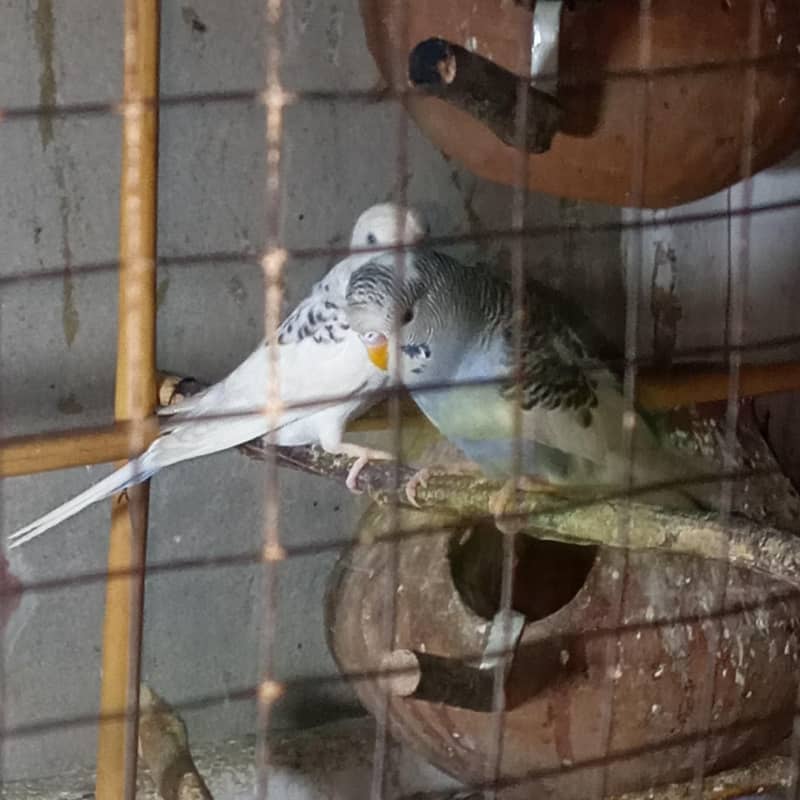 Budgie Breedar Pair 03008658689 Australian Parrot - Parrots - 1109751130