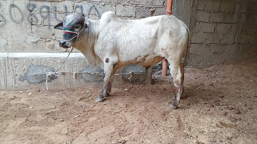 2026 qurbani bachra for sale - Cows - 1110002015