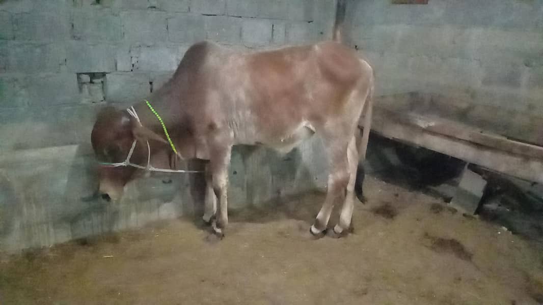 2026 qurbani bachra for sale - Cows - 1110002015