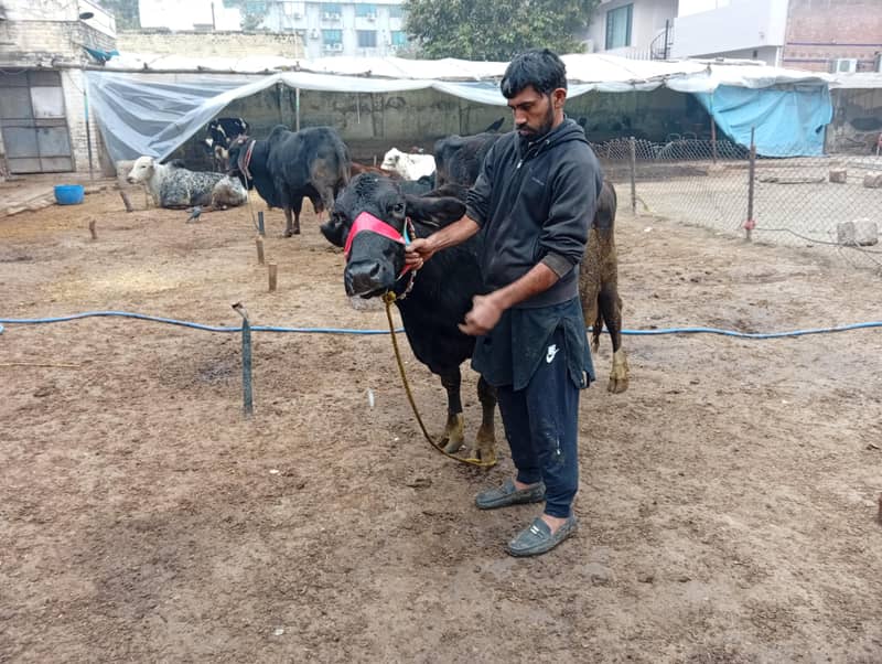 crossbreed fresien sahiwal - Cows - 1110010282