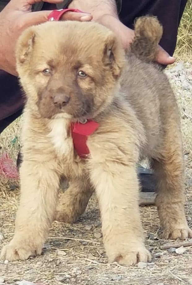 Alabai Dog | King Alabai | Alabai puppy | best security dog |puppy ...