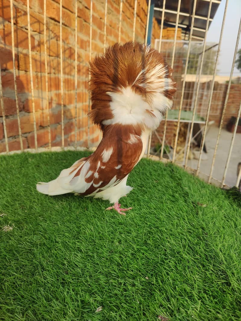 Fancy pigeons Jacobin Pjc Ring Naqab posh kbootar - Pigeons - 1110015364