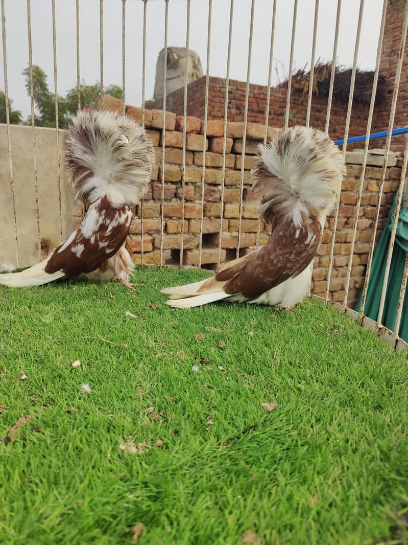 Fancy pigeons Jacobin Pjc Ring Naqab posh kbootar - Pigeons - 1110015364