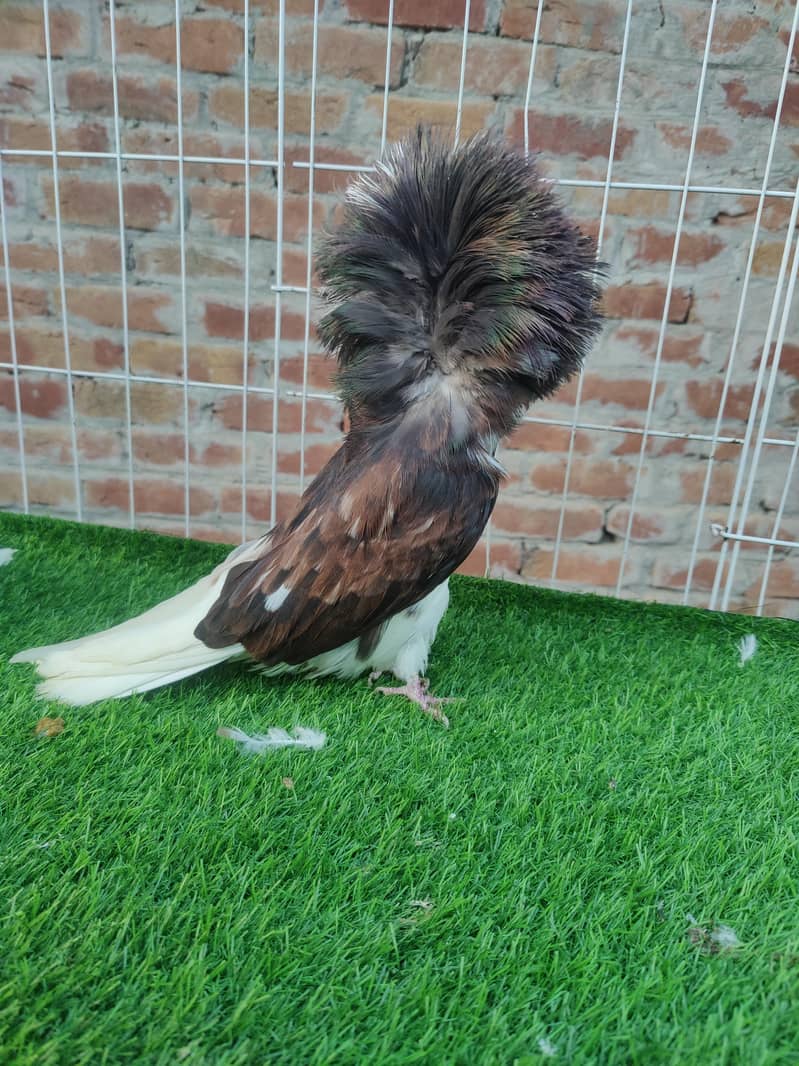 Fancy pigeons Jacobin Pjc Ring Naqab posh kbootar - Pigeons - 1110015364