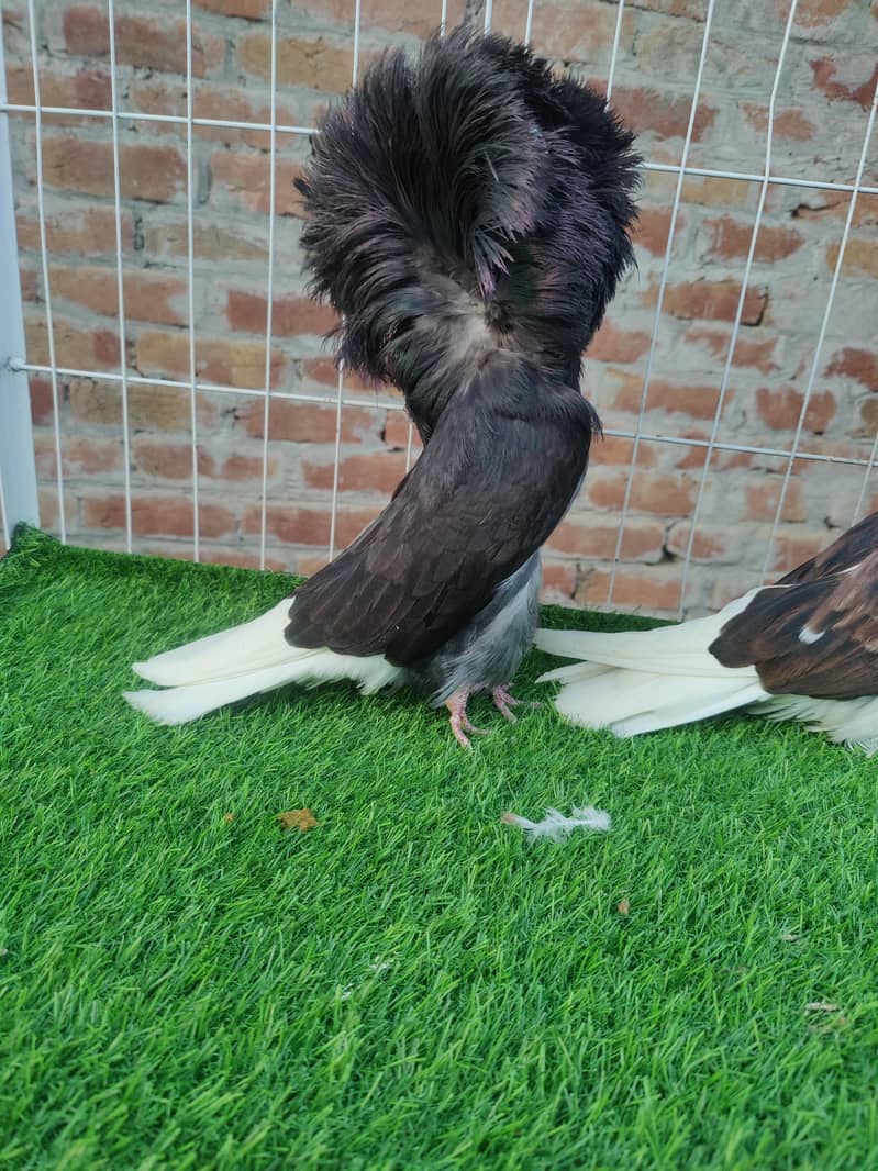 Fancy pigeons Jacobin Pjc Ring Naqab posh kbootar - Pigeons - 1110015364