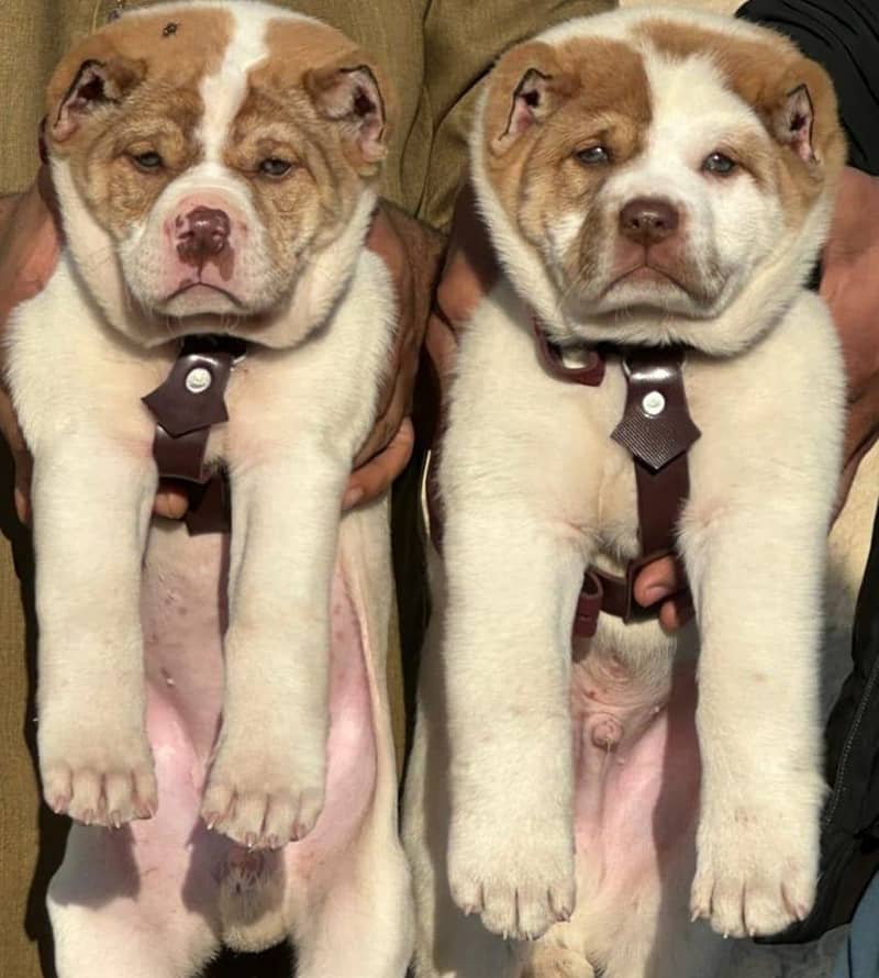 Alabai dabal hadi important blood line pair security dogs for sale ...