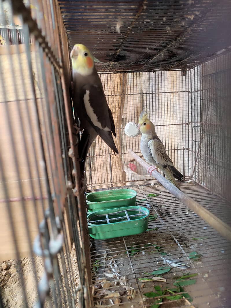 Gray to cream pearl breeder pair - Parrots - 1110033870