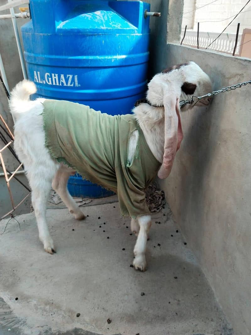 gulabi munda - Goats - 1110048211