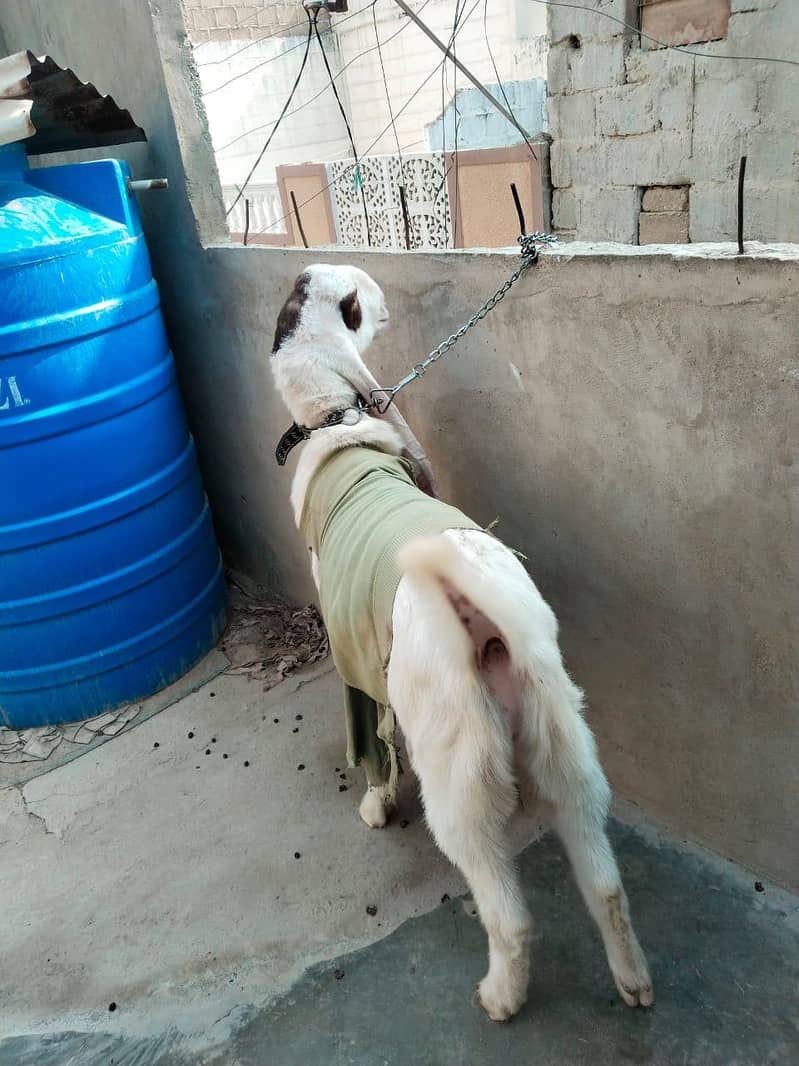 gulabi munda - Goats - 1110048211