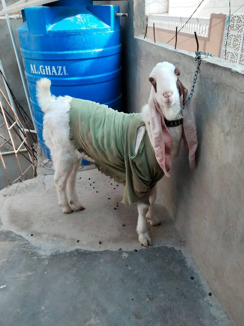 gulabi munda - Goats - 1110048211