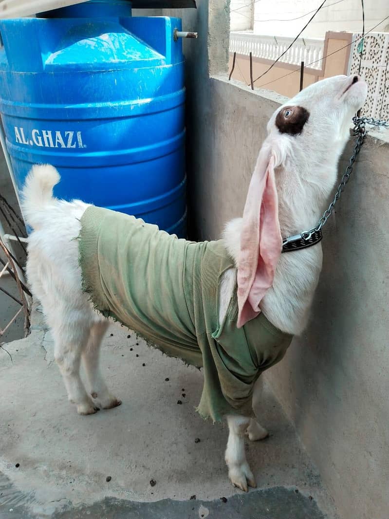 gulabi munda - Goats - 1110048211