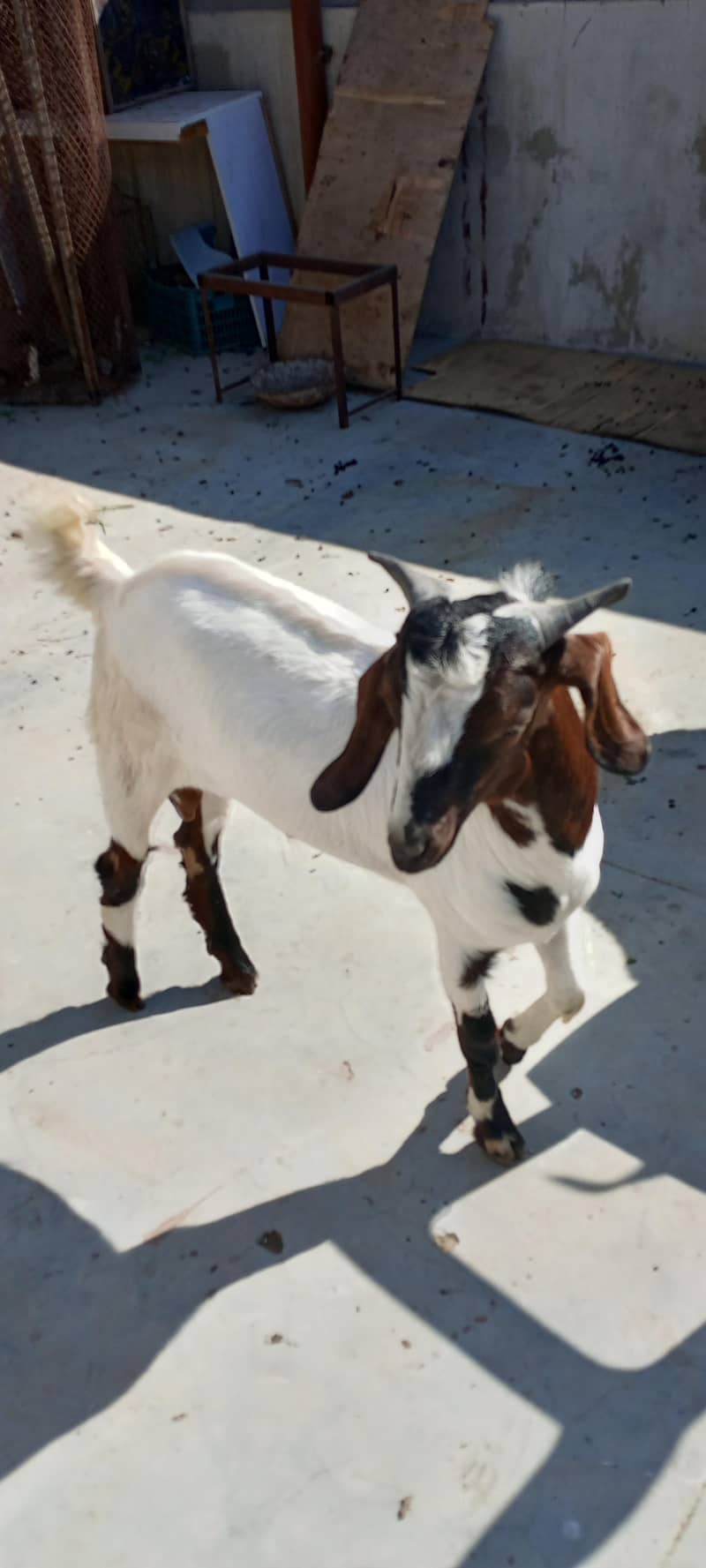tapra goat - Goats - 1110050597