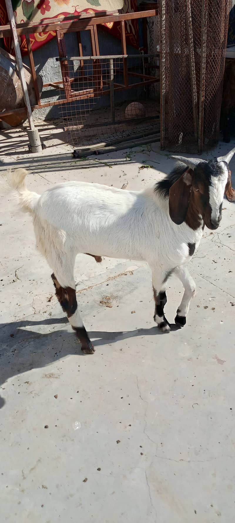tapra goat - Goats - 1110050597