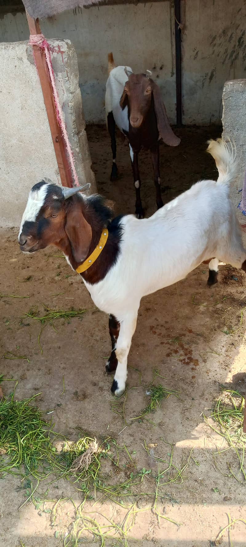 tapra goat - Goats - 1110050597
