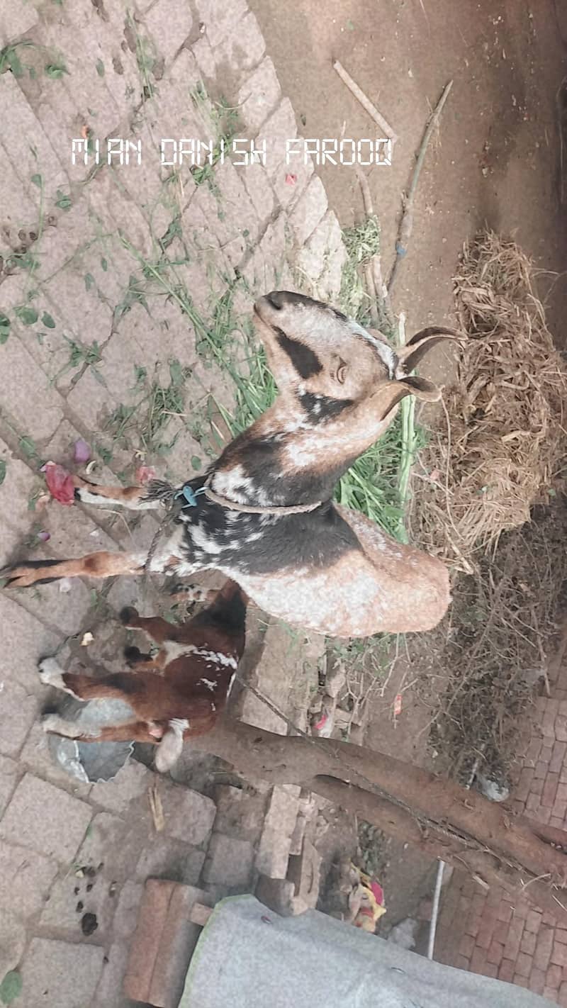 pure burbury gaot with baby - Goats - 1110051266