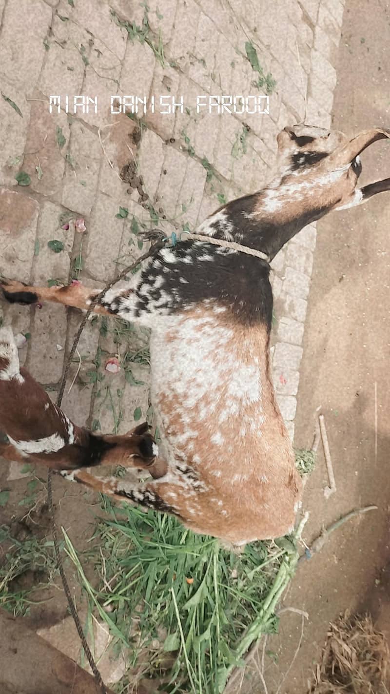 pure burbury gaot with baby - Goats - 1110051266