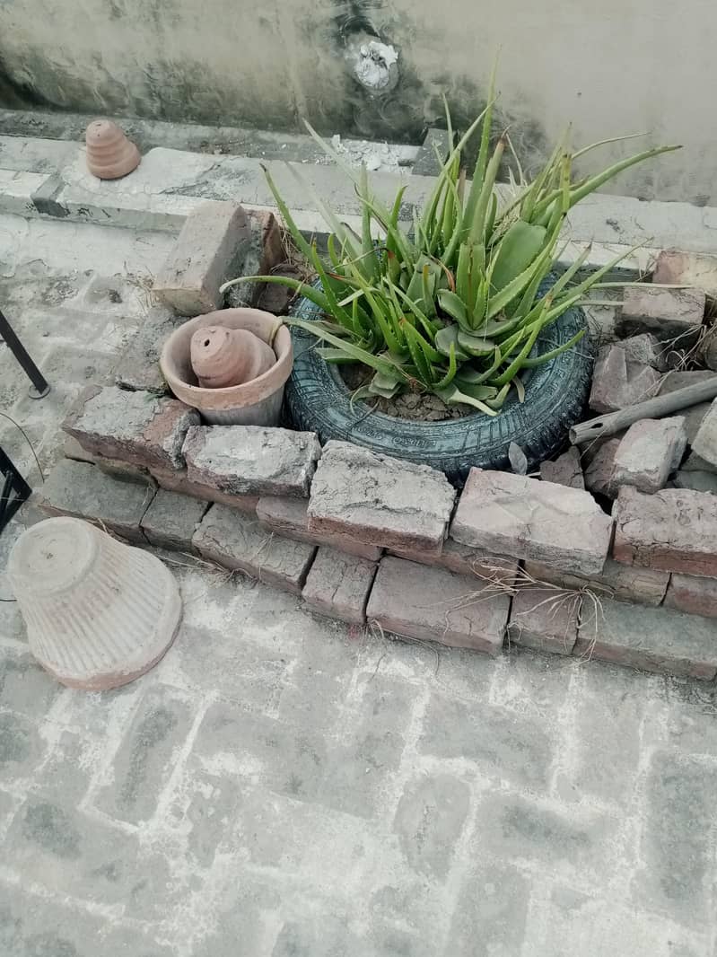 Plants for sale - Plants & Pots - 1110054001