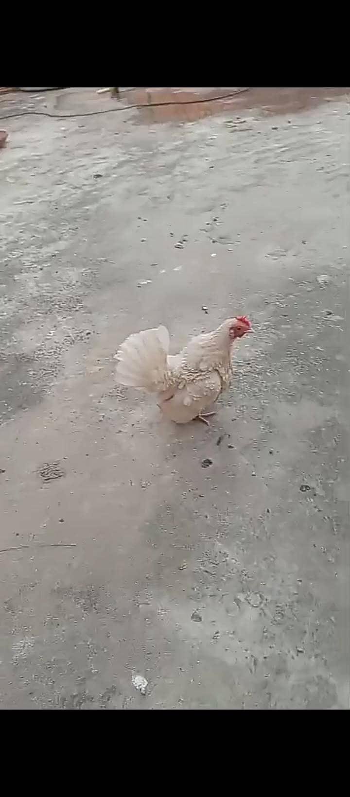 pair Mini flowers Fancy hen - Hens - 1109773063