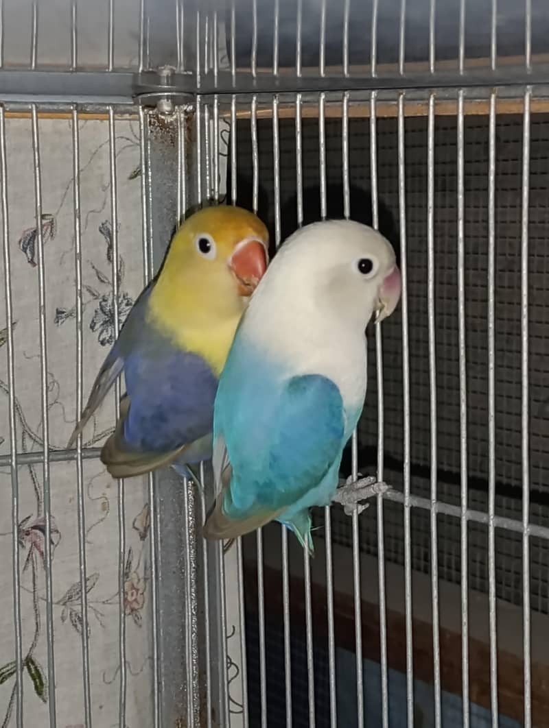 Violet Parblue opaline and Blue opaline lovebird ready 10 months ...