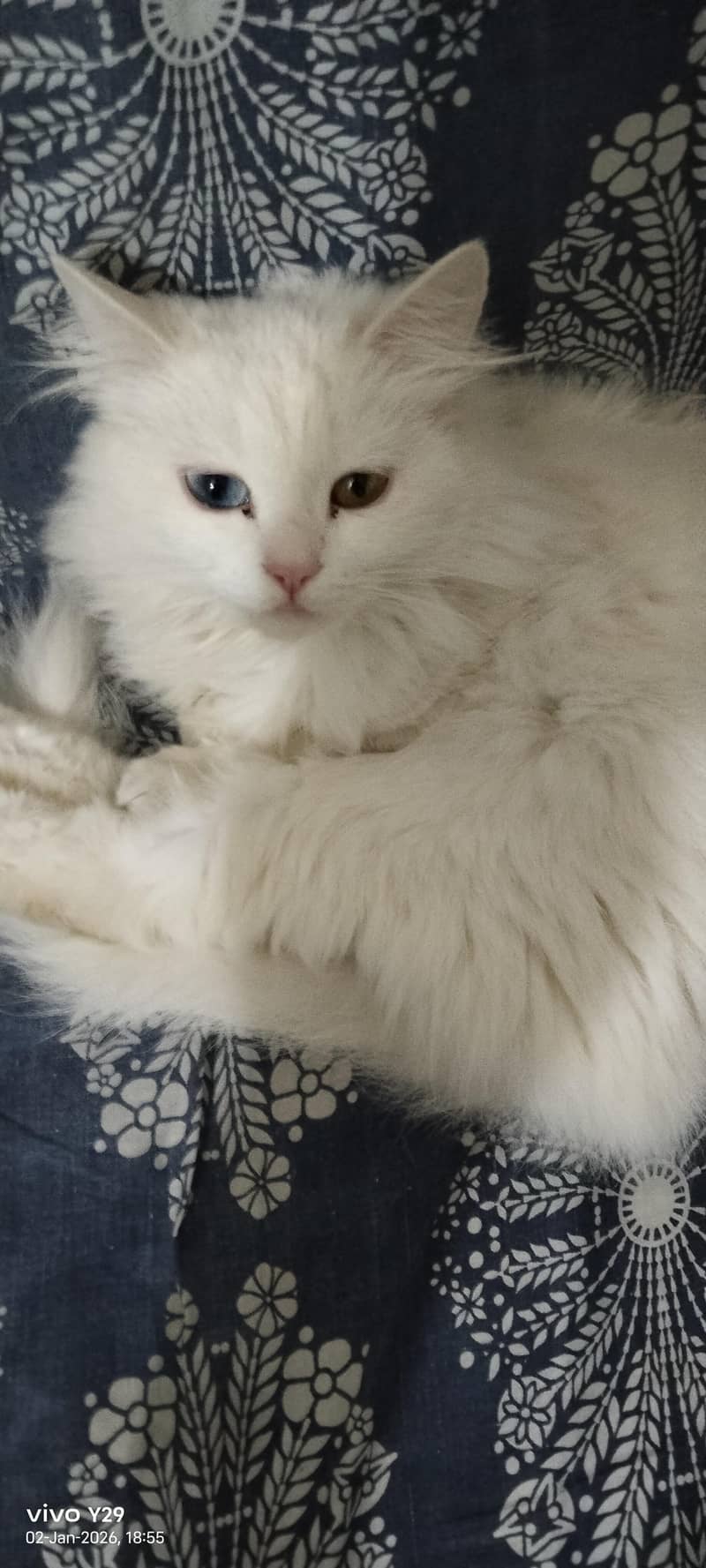 odd eyes - Cats - 1110065903