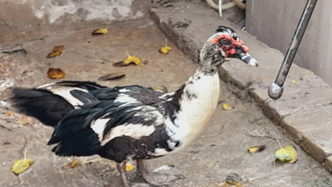 Pure Muscovy Male Duck | Healthy & Mature | Red Face | - Ducks - 1110072931
