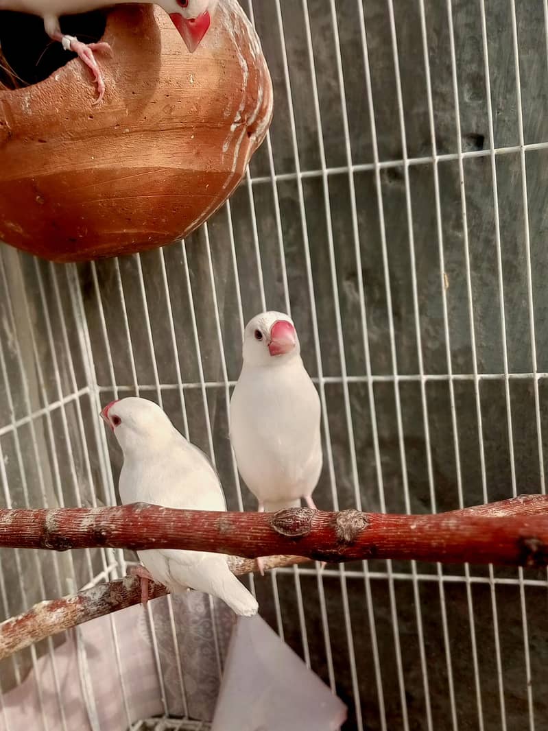 Best White Java Breeder Pairs - Finches - 1110079116