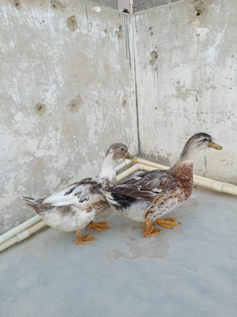 ducks male female - Ducks - 1110080712
