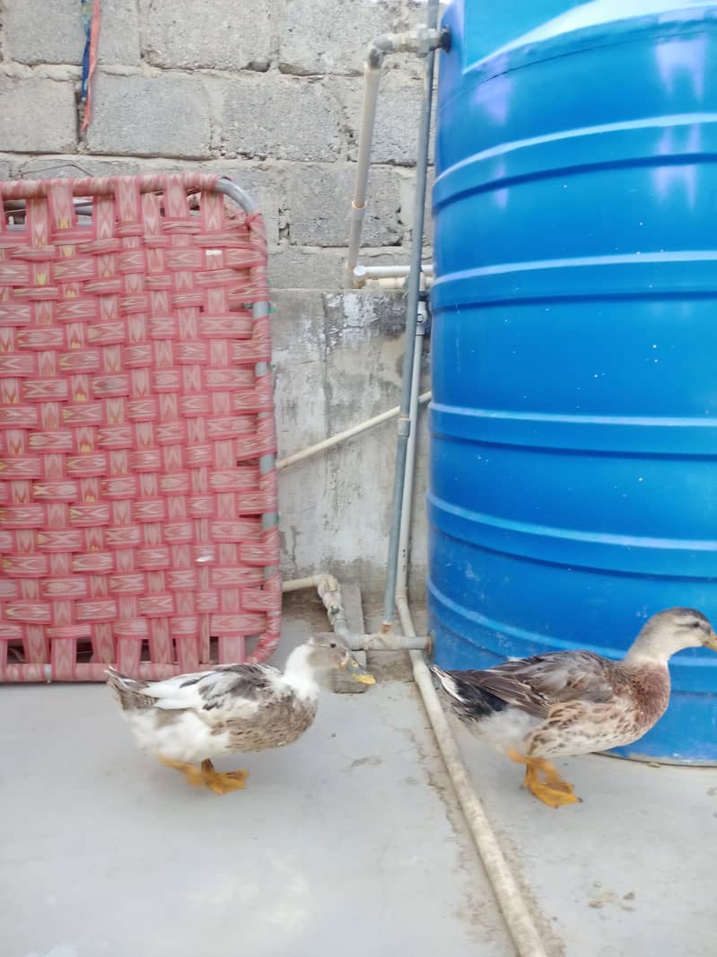 ducks male female - Ducks - 1110080712