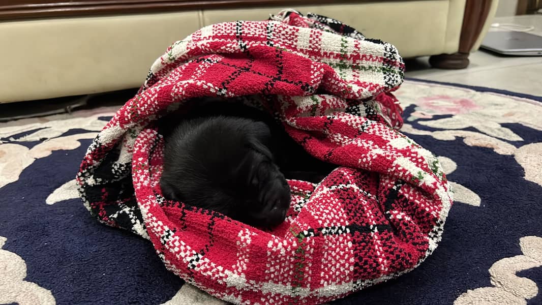 British Labra | labrador | Dog | Labra Puppy | Labra - Dogs - 1110078349