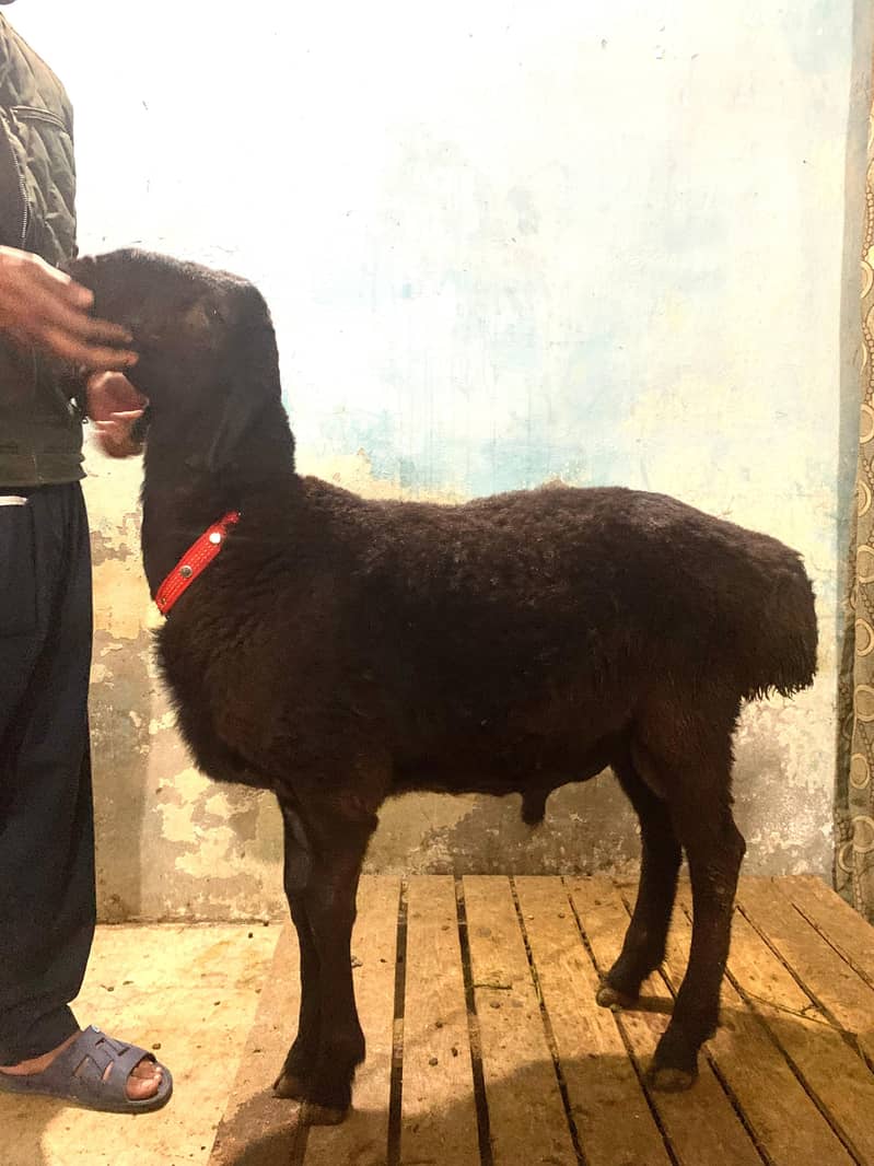 turkey Dumba - Goats - 1110083239