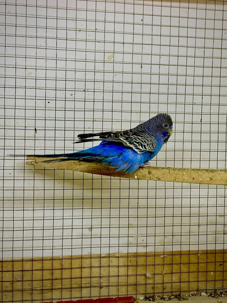 Rainbow budgies top quality hogoromo blackW/F exhibition quality budgi ...