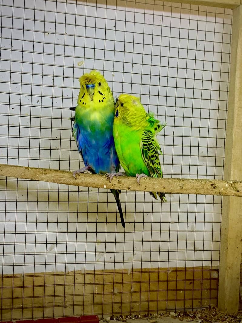 Rainbow budgies top quality hogoromo blackW/F exhibition quality budgi ...