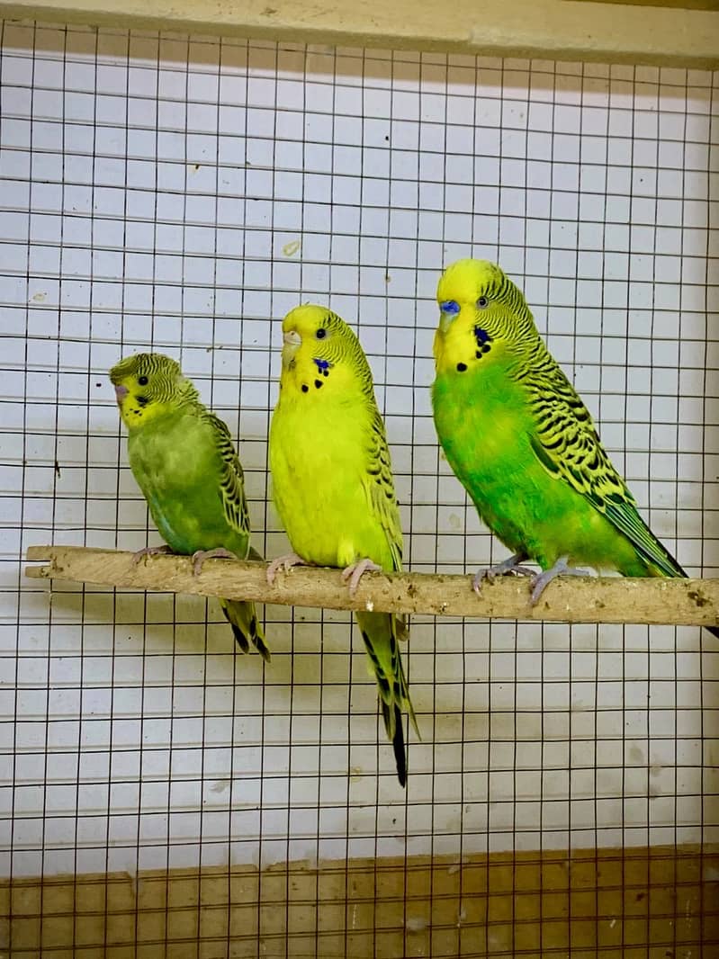 Rainbow budgies top quality hogoromo blackW/F exhibition quality budgi ...