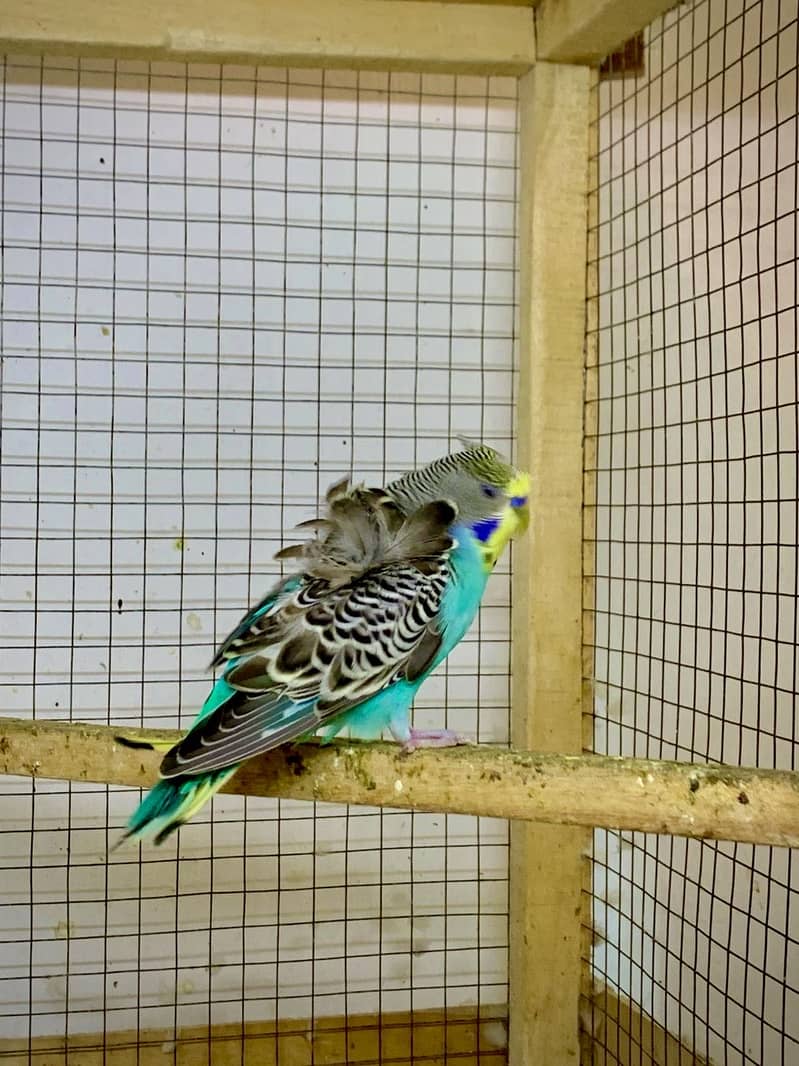 Rainbow budgies top quality hogoromo blackW/F exhibition quality budgi ...