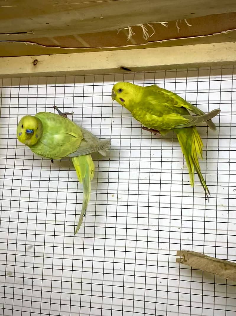 Rainbow budgies top quality hogoromo blackW/F exhibition quality budgi ...