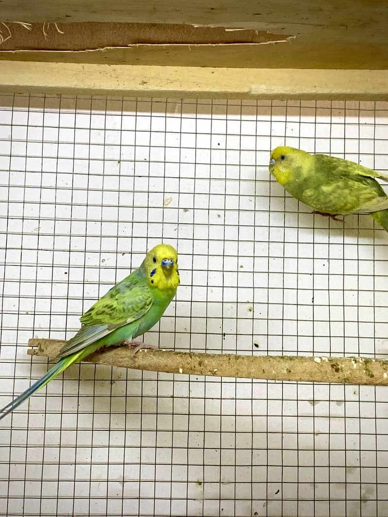 Rainbow budgies top quality hogoromo blackW/F exhibition quality budgi ...