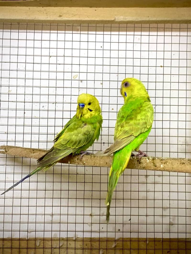 Rainbow budgies top quality hogoromo blackW/F exhibition quality budgi ...