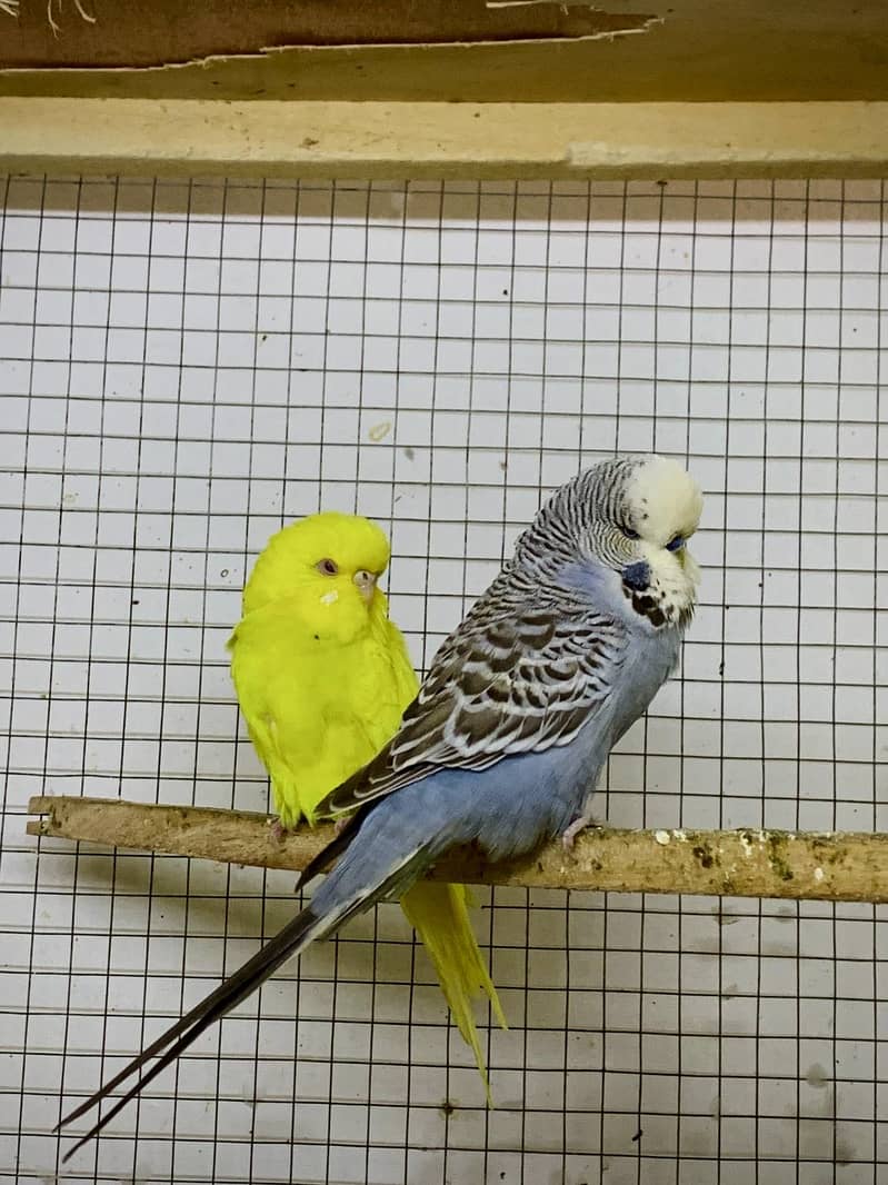 Rainbow budgies top quality hogoromo blackW/F exhibition quality budgi ...