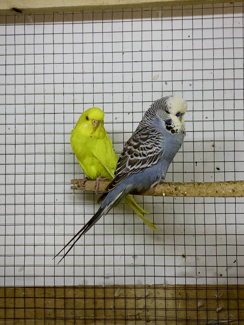 Rainbow budgies top quality hogoromo blackW/F exhibition quality budgi ...