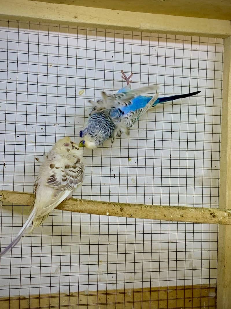 Rainbow budgies top quality hogoromo blackW/F exhibition quality budgi ...