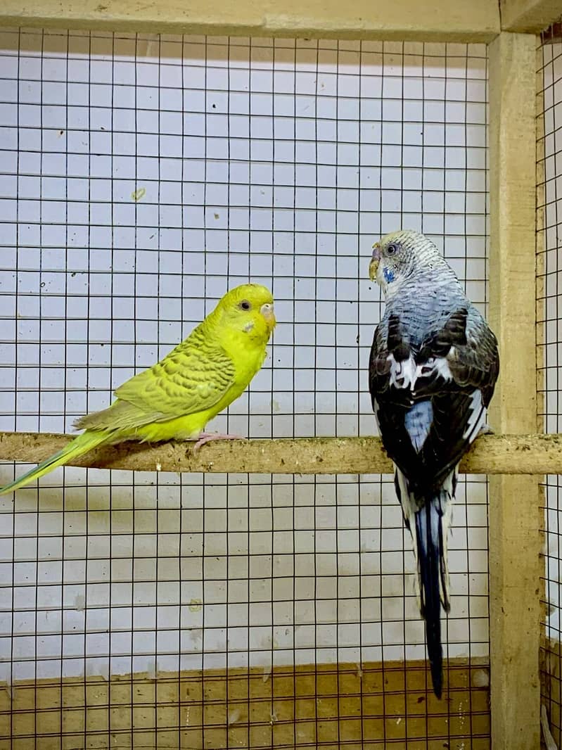 Rainbow budgies top quality hogoromo blackW/F exhibition quality budgi ...